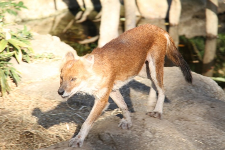Ueno Zoo - Scenes From Nadine